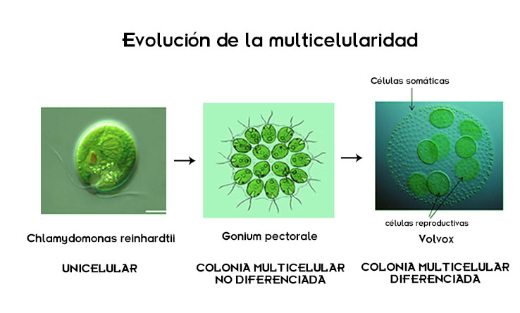 ¿El cáncer tiene un origen evolutivo? | Prisma a la Vista