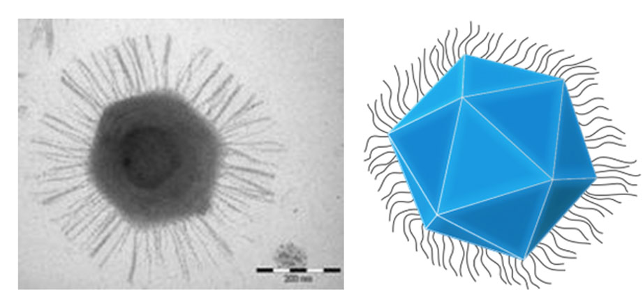 EL SISTEMA INMUNE DE VIRUS Y BACTERIAS | Prisma a la Vista