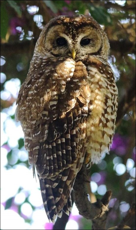 El búho manchado mexicano, una especie importante para la conservación ...