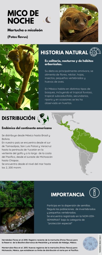 Explorando la fauna mexicana: Mico de Noche y Tepezcuintle, tesoros de ...