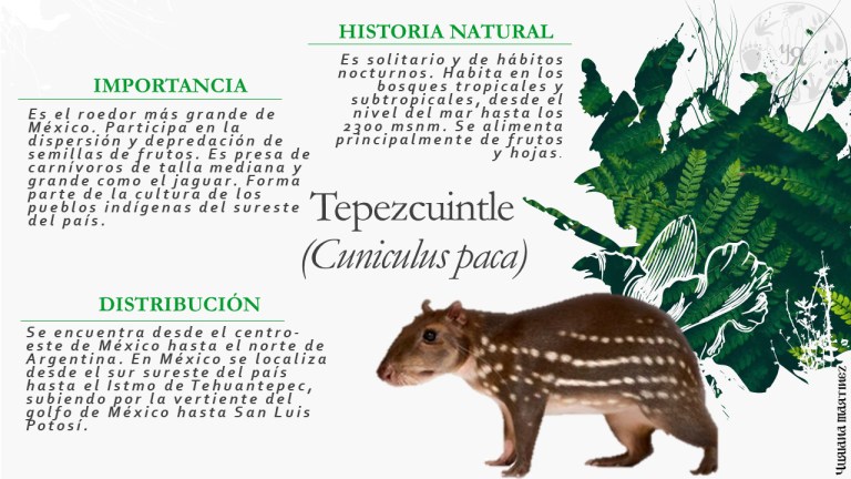Explorando la fauna mexicana: Mico de Noche y Tepezcuintle, tesoros de ...